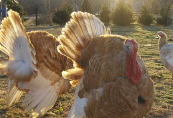 Backyard Poultry - Page 121 of 142